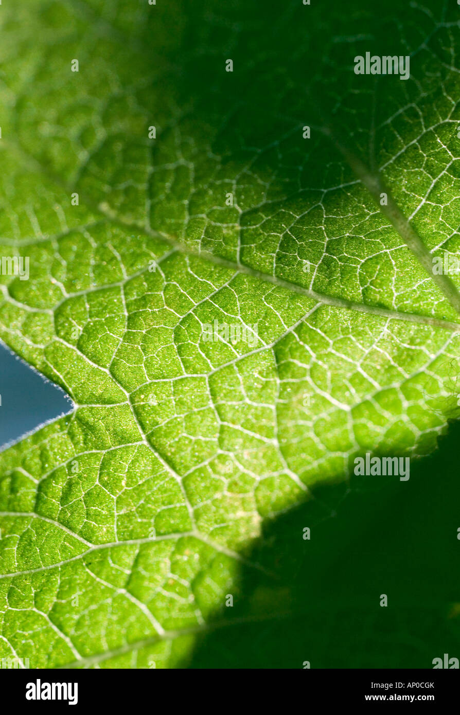 Struttura fogliare dettagliata immagini e fotografie stock ad alta ...