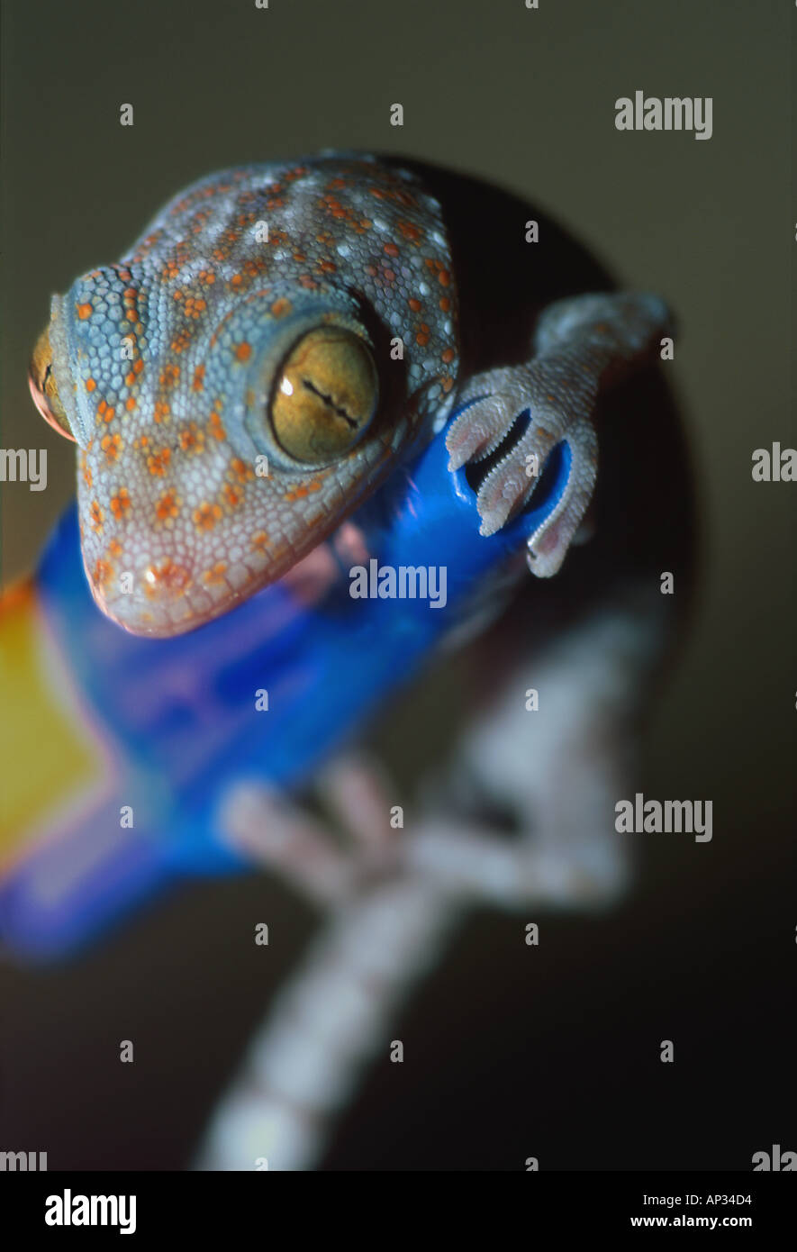 Presa del geco immagini e fotografie stock ad alta risoluzione - Alamy