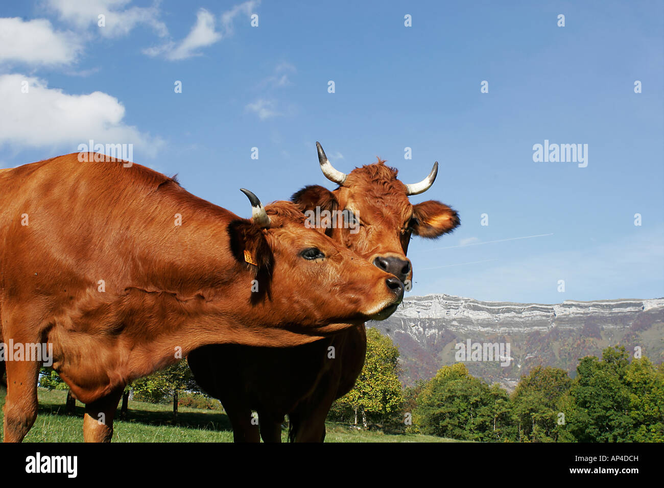 Due paesaggi di mucche immagini e fotografie stock ad alta risoluzione ...
