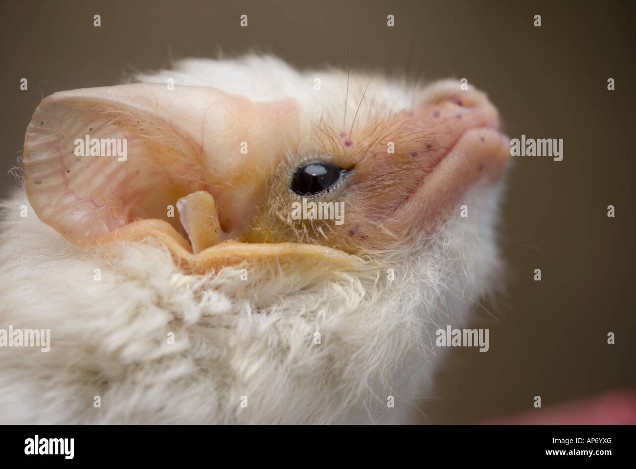 Diclidurus albus immagini e fotografie stock ad alta risoluzione - Alamy