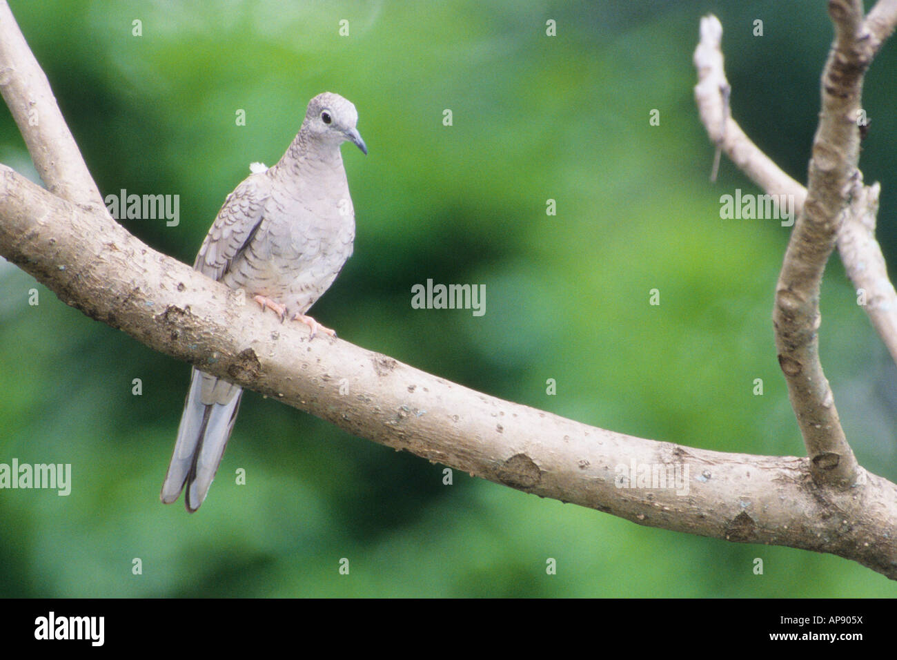 Scardafella inca immagini e fotografie stock ad alta risoluzione - Alamy