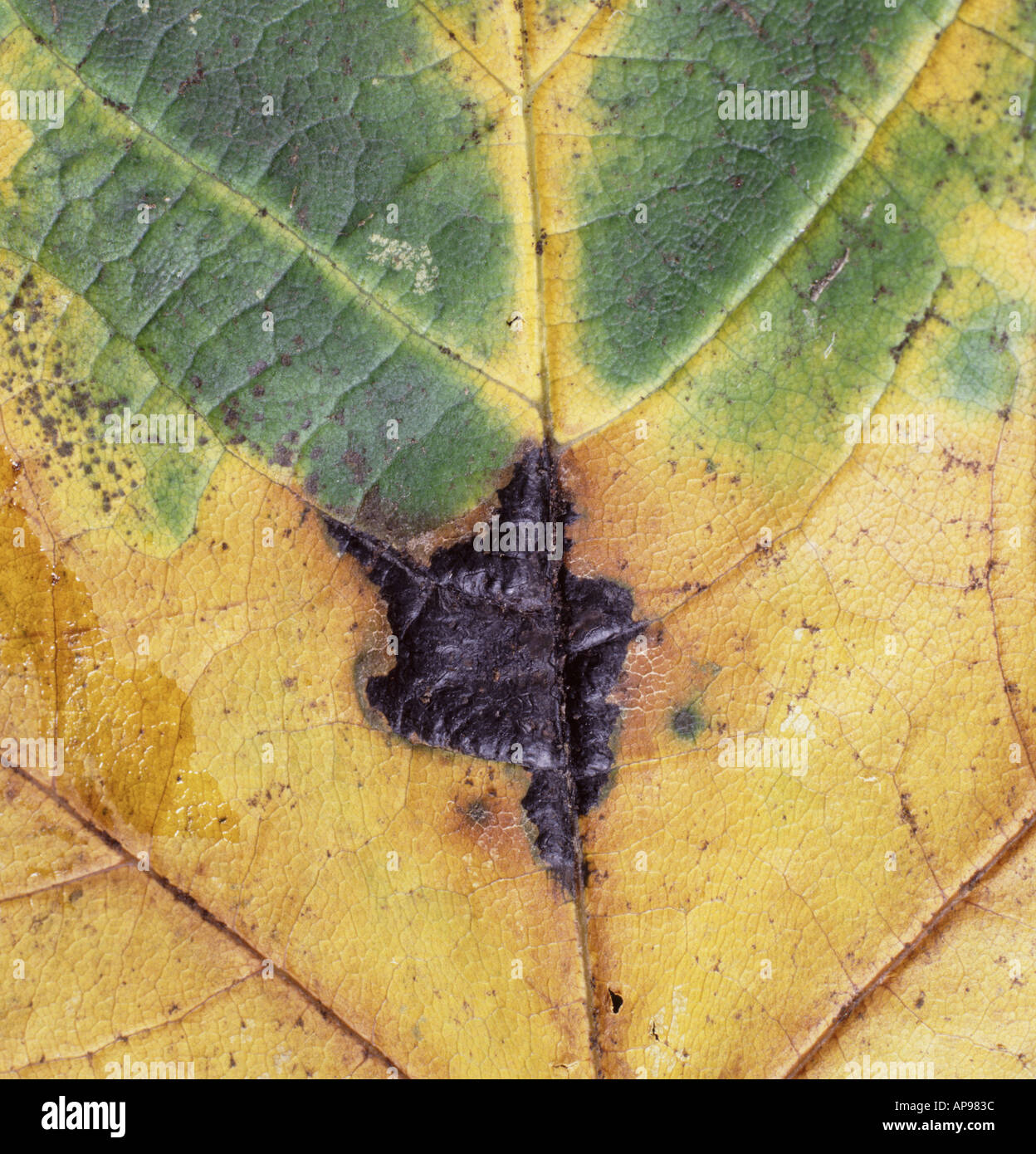 Foglia di sicomoro spot di catrame immagini e fotografie stock ad alta ...