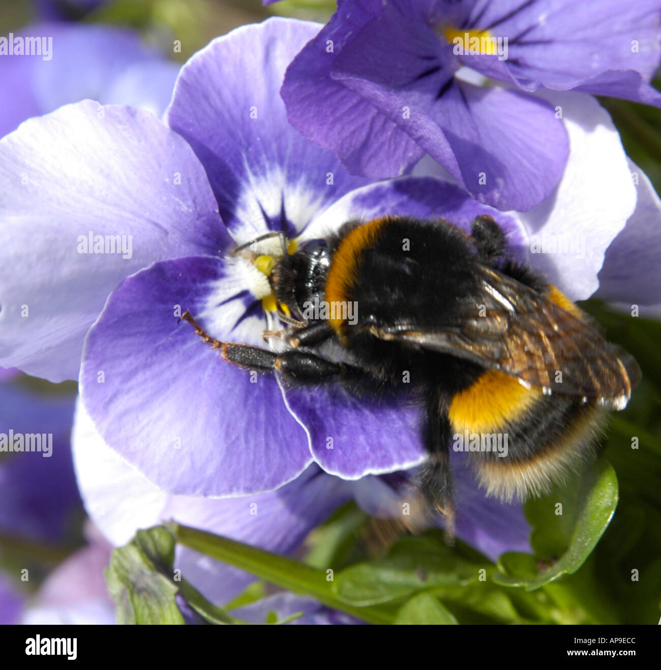 Ape sulla fauna immagini e fotografie stock ad alta risoluzione - Alamy