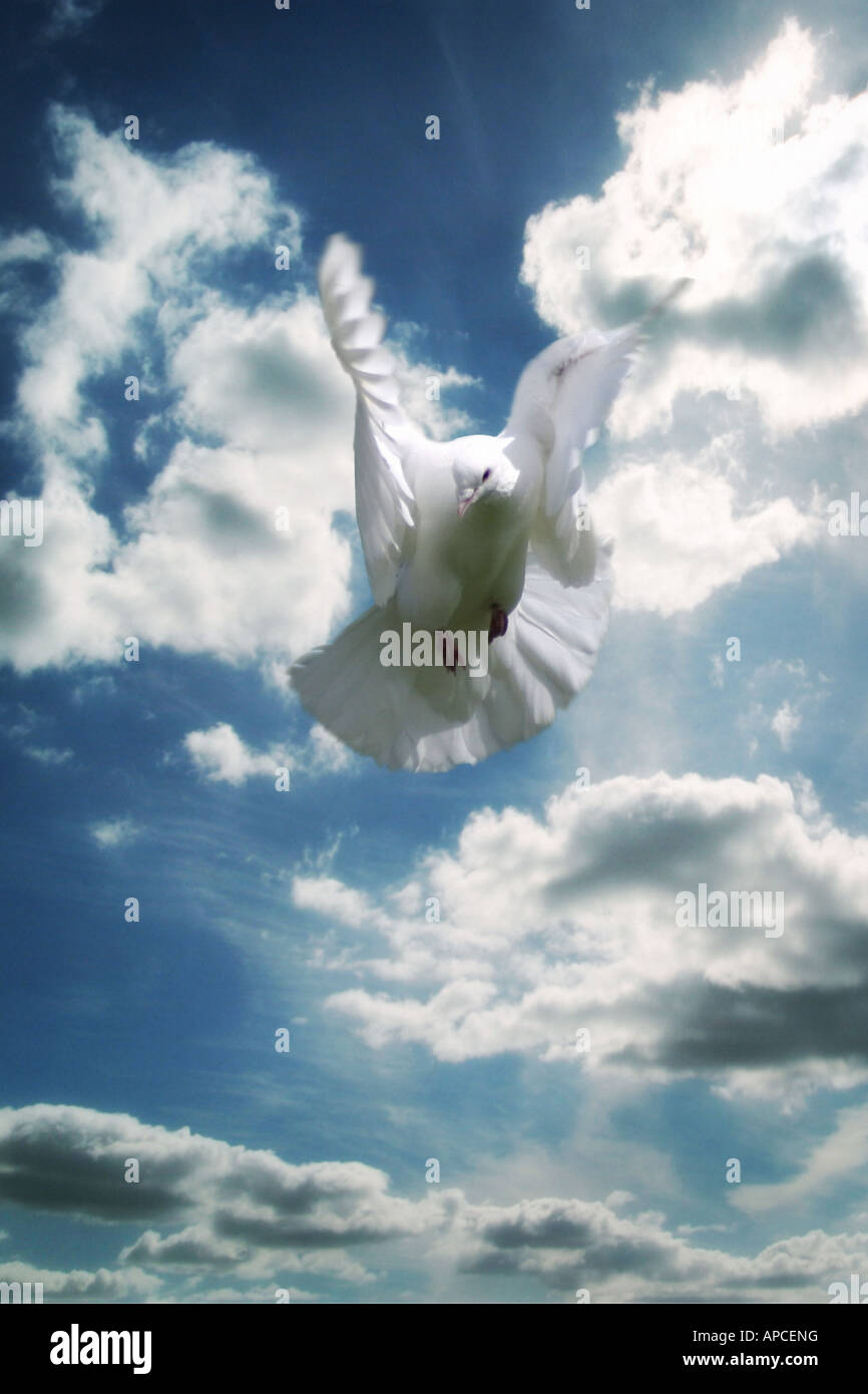 Pace colomba immagini e fotografie stock ad alta risoluzione - Alamy