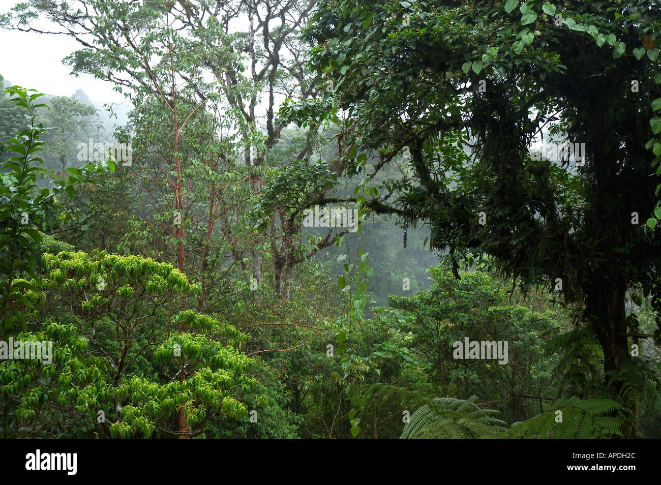 Bioma della foresta pluviale della costa rica immagini e fotografie ...
