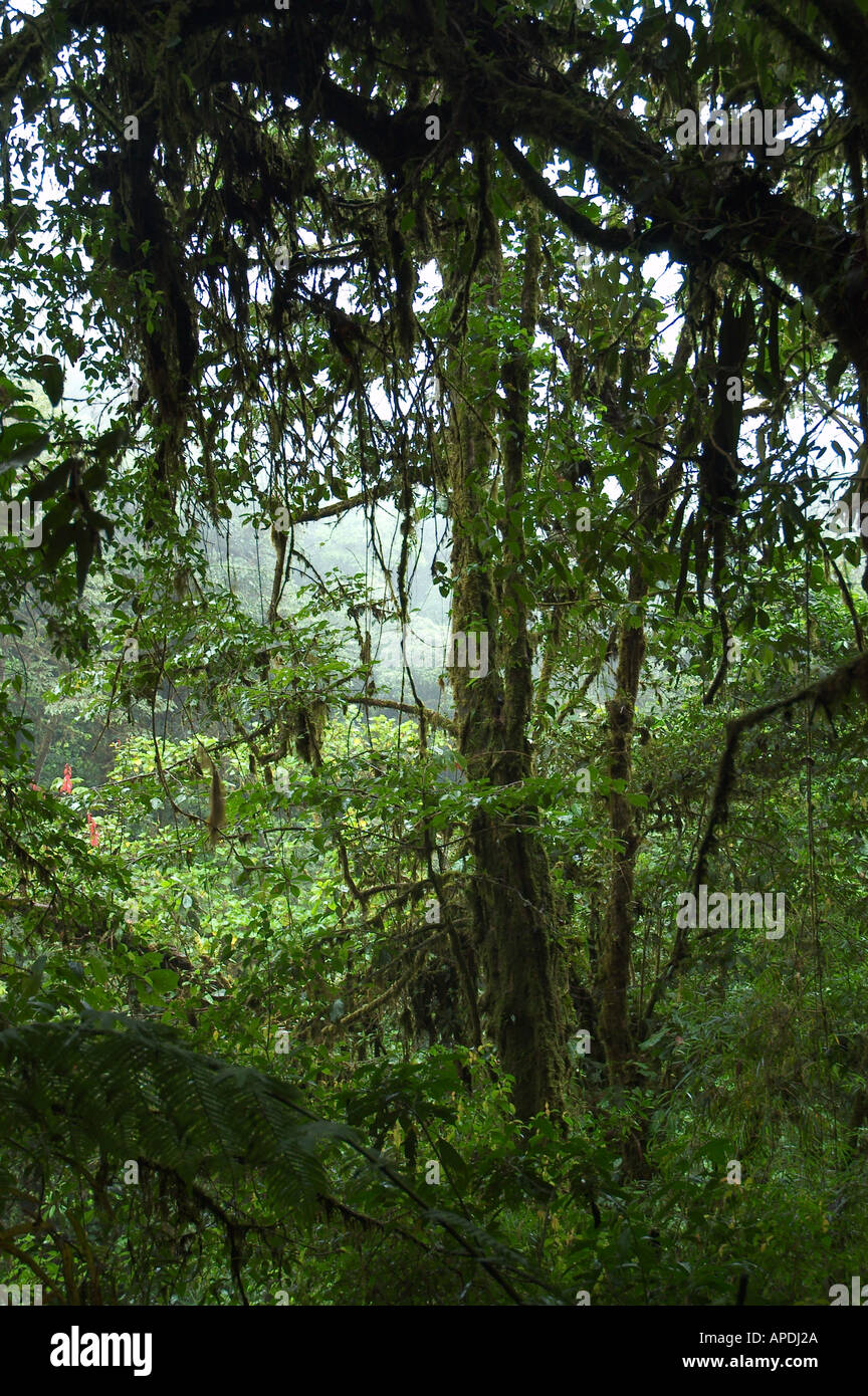 Bioma della foresta pluviale della costa rica immagini e fotografie ...