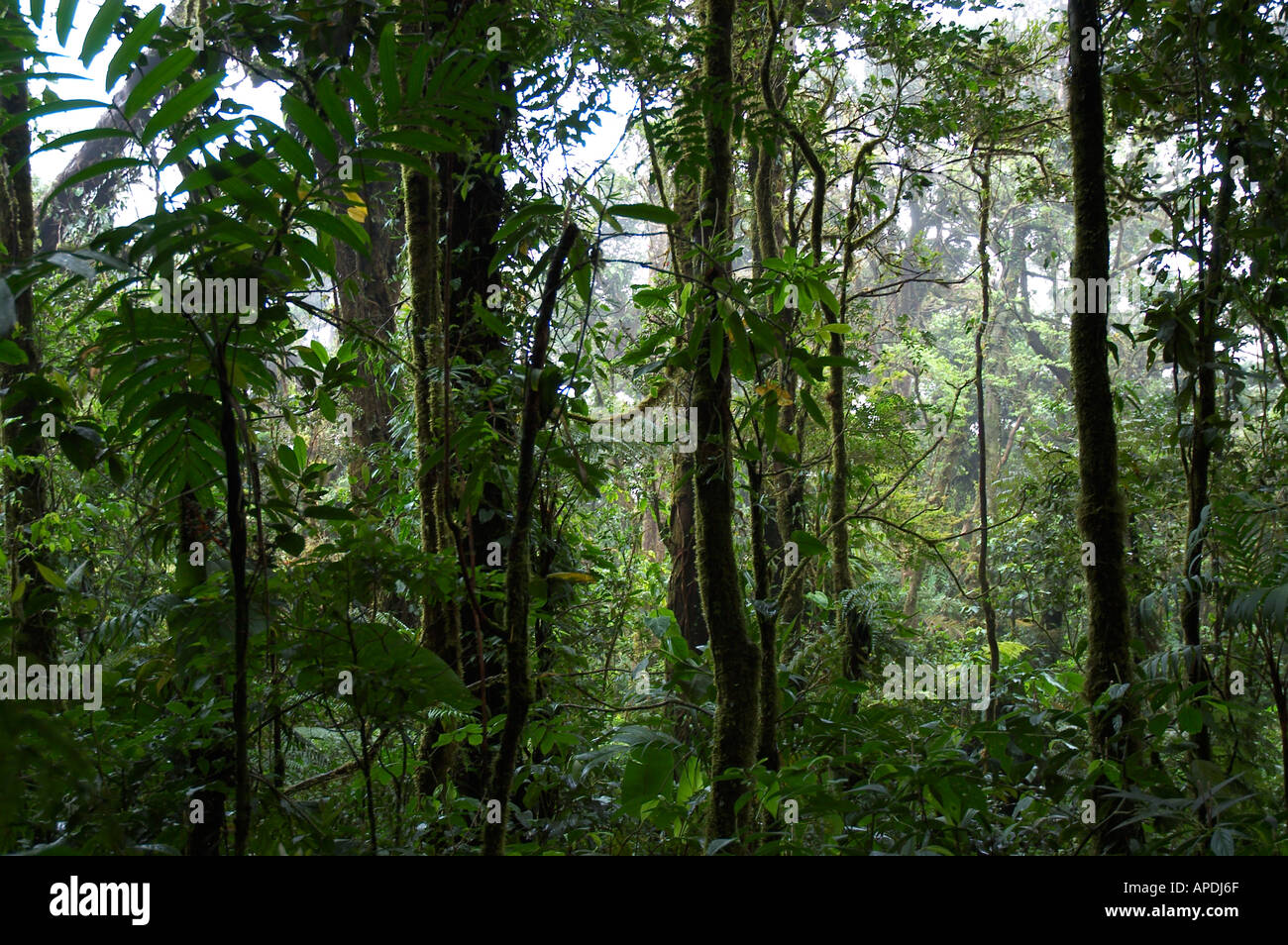 Bioma della foresta pluviale della costa rica immagini e fotografie ...