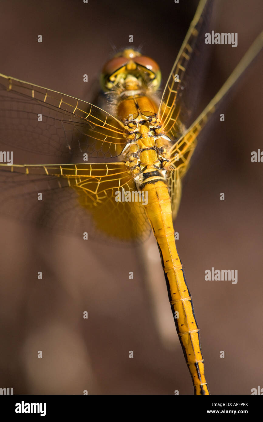 Anatomia degli insetti immagini e fotografie stock ad alta risoluzione ...