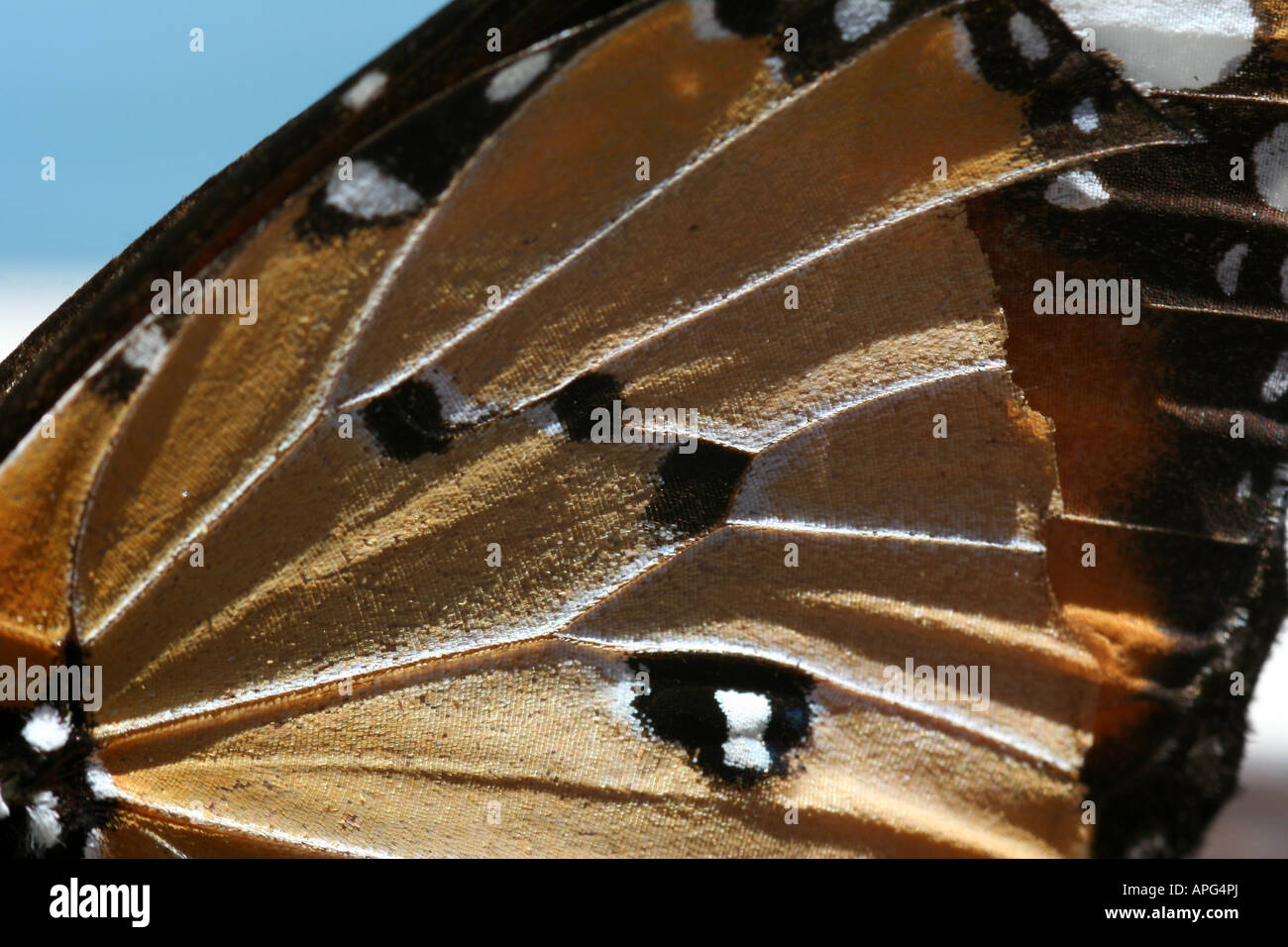 Phylum arthropoda immagini e fotografie stock ad alta risoluzione - Alamy
