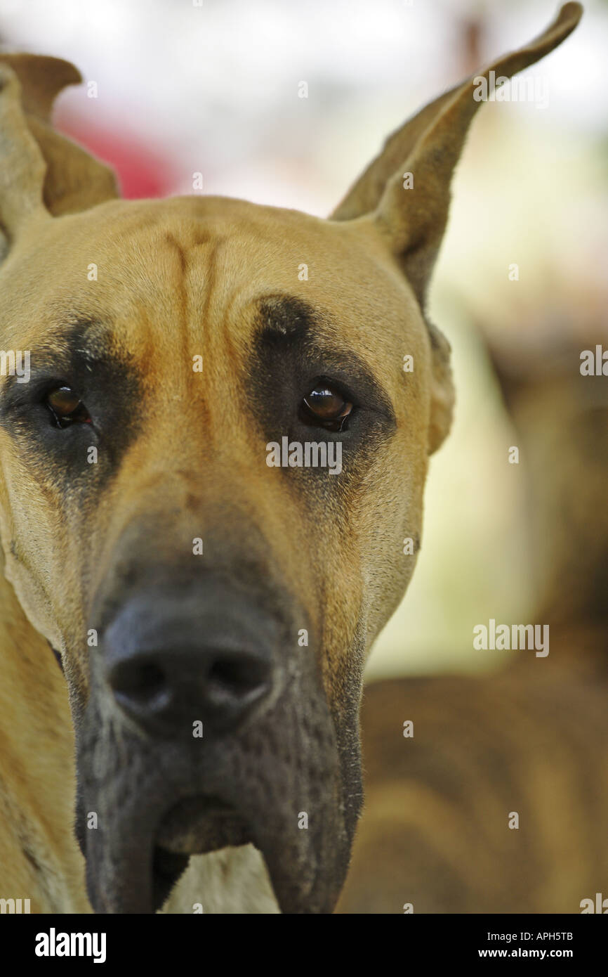 Grande tristezza immagini e fotografie stock ad alta risoluzione - Alamy