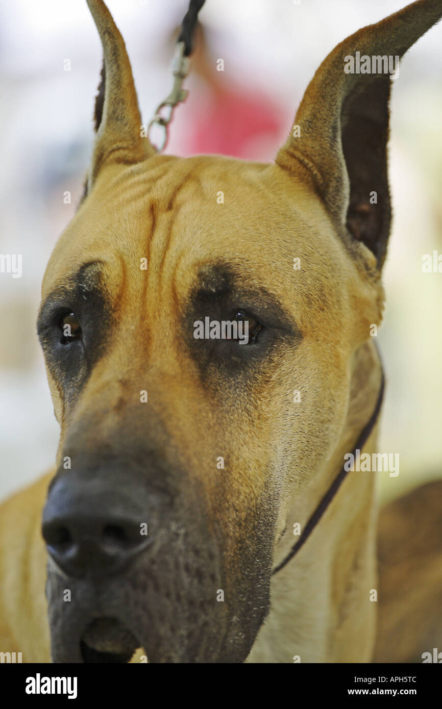 Grande tristezza immagini e fotografie stock ad alta risoluzione - Alamy