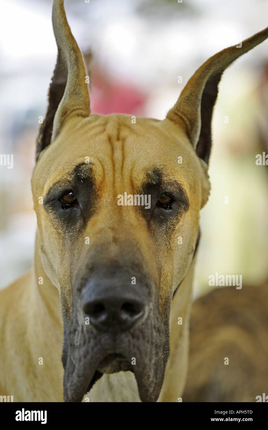 Grande tristezza immagini e fotografie stock ad alta risoluzione - Alamy