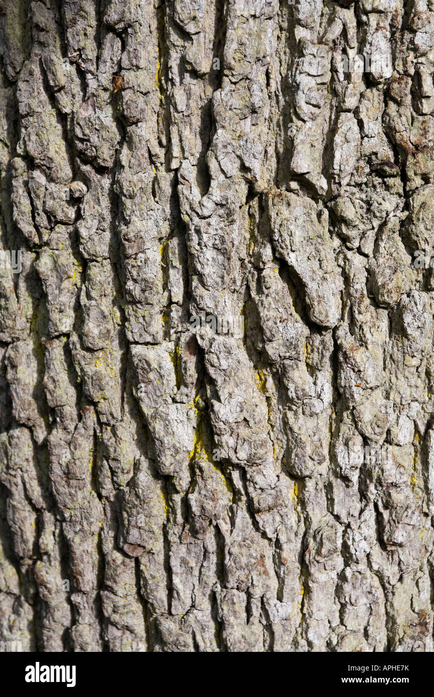 Corteccia di quercia texture sul tronco di un albero nella Foresta di ...
