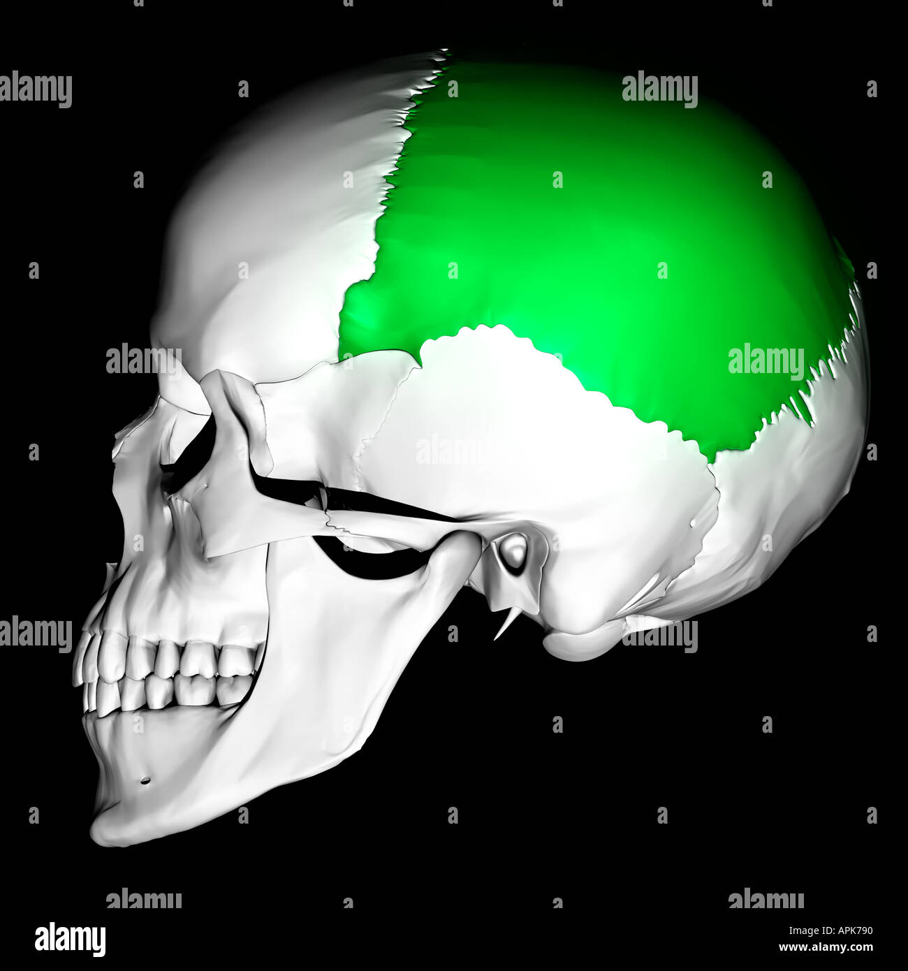 Parietal bone immagini e fotografie stock ad alta risoluzione - Alamy