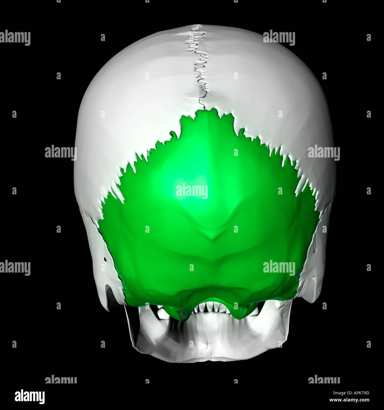 Occipital bone immagini e fotografie stock ad alta risoluzione - Alamy