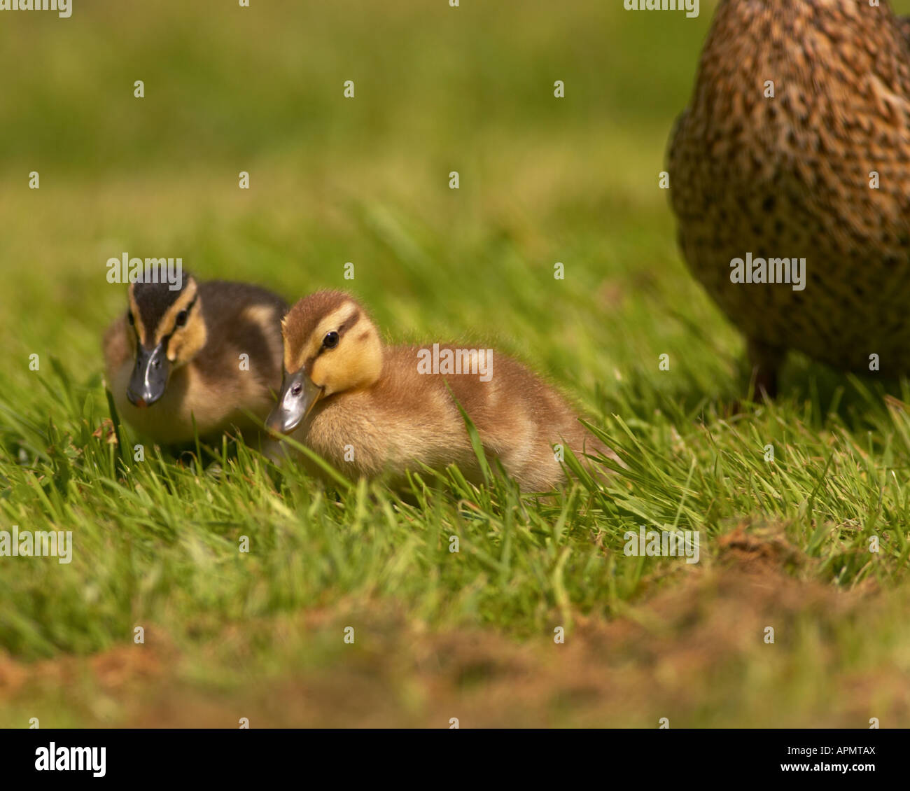 Pulcini madre uccello immagini e fotografie stock ad alta risoluzione ...