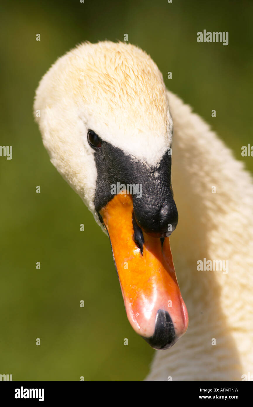 Sguardo del cigno muto immagini e fotografie stock ad alta risoluzione ...