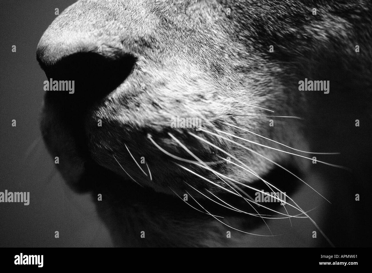Anatomia del naso Foto e Immagini Stock in Bianco e Nero - Pagina 2 - Alamy