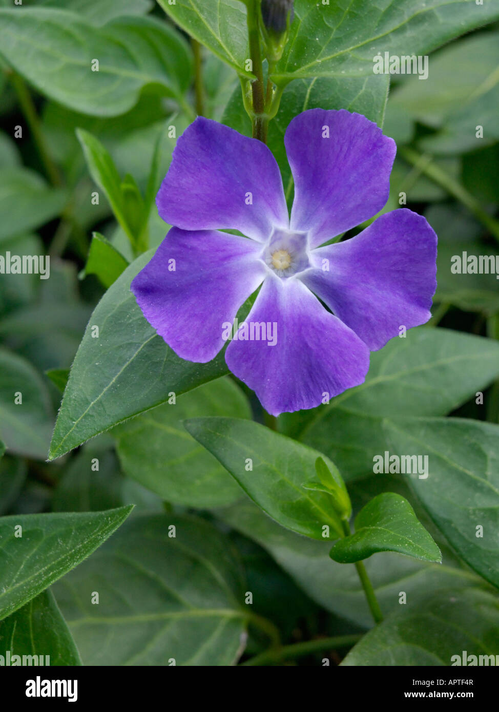 Blu pervinca immagini e fotografie stock ad alta risoluzione - Alamy