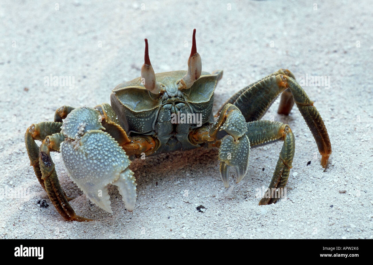 Saratan oder botella sulcata immagini e fotografie stock ad alta ...