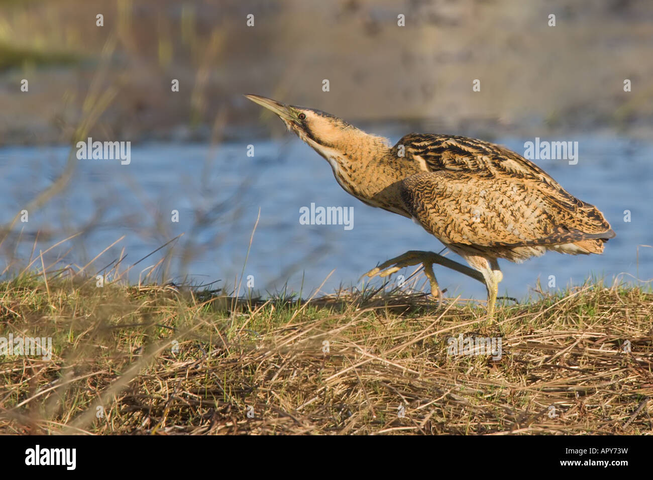 Tarabuso tarabuso immagini e fotografie stock ad alta risoluzione - Alamy