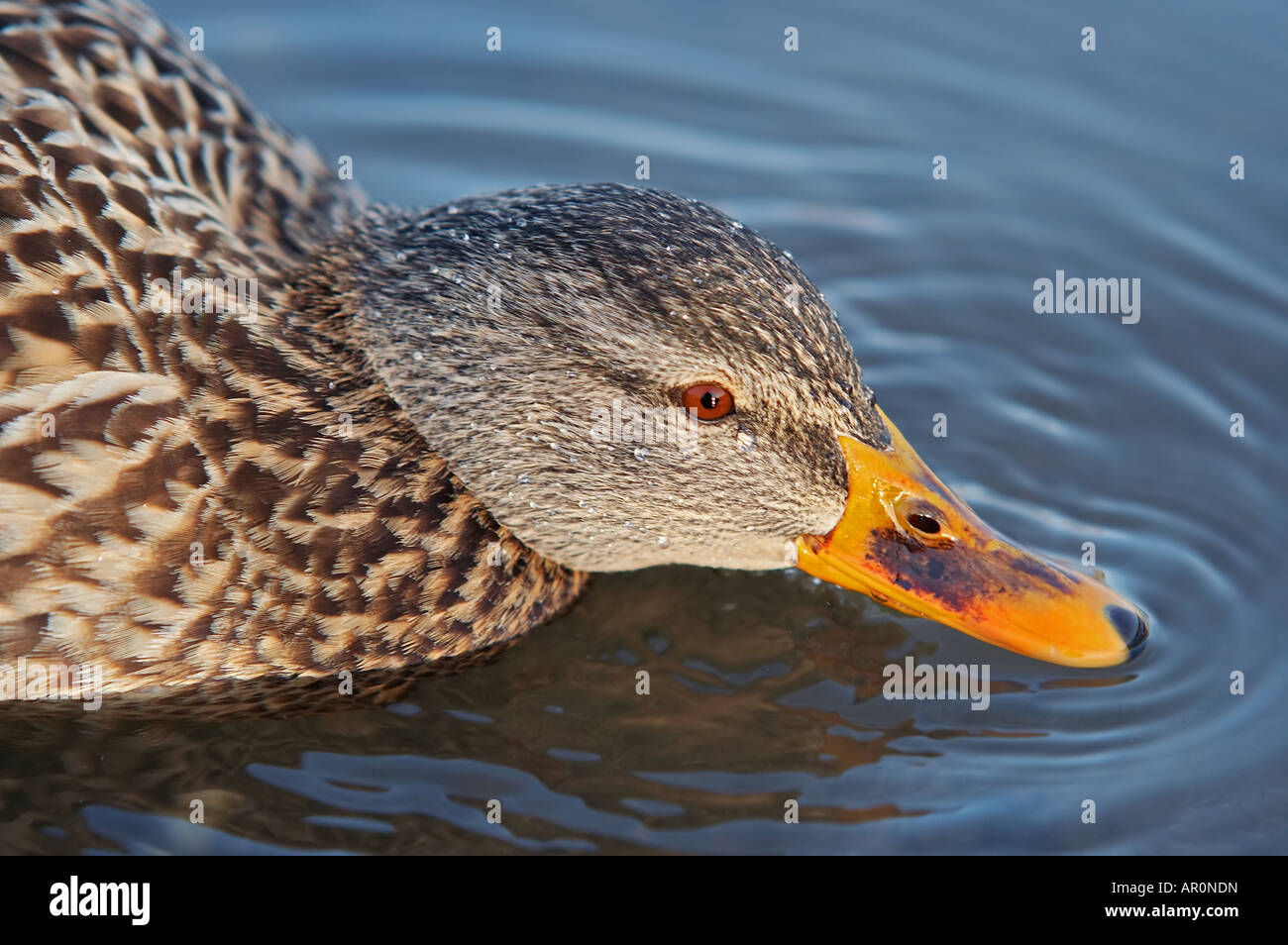 Sparato all'anatra selvatica immagini e fotografie stock ad alta ...
