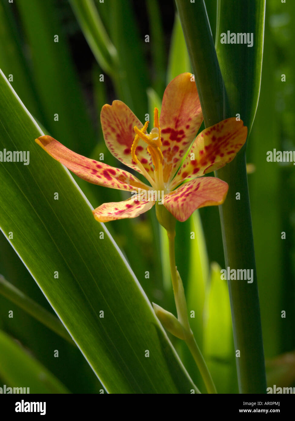 Belamcanda chinensis immagini e fotografie stock ad alta risoluzione ...