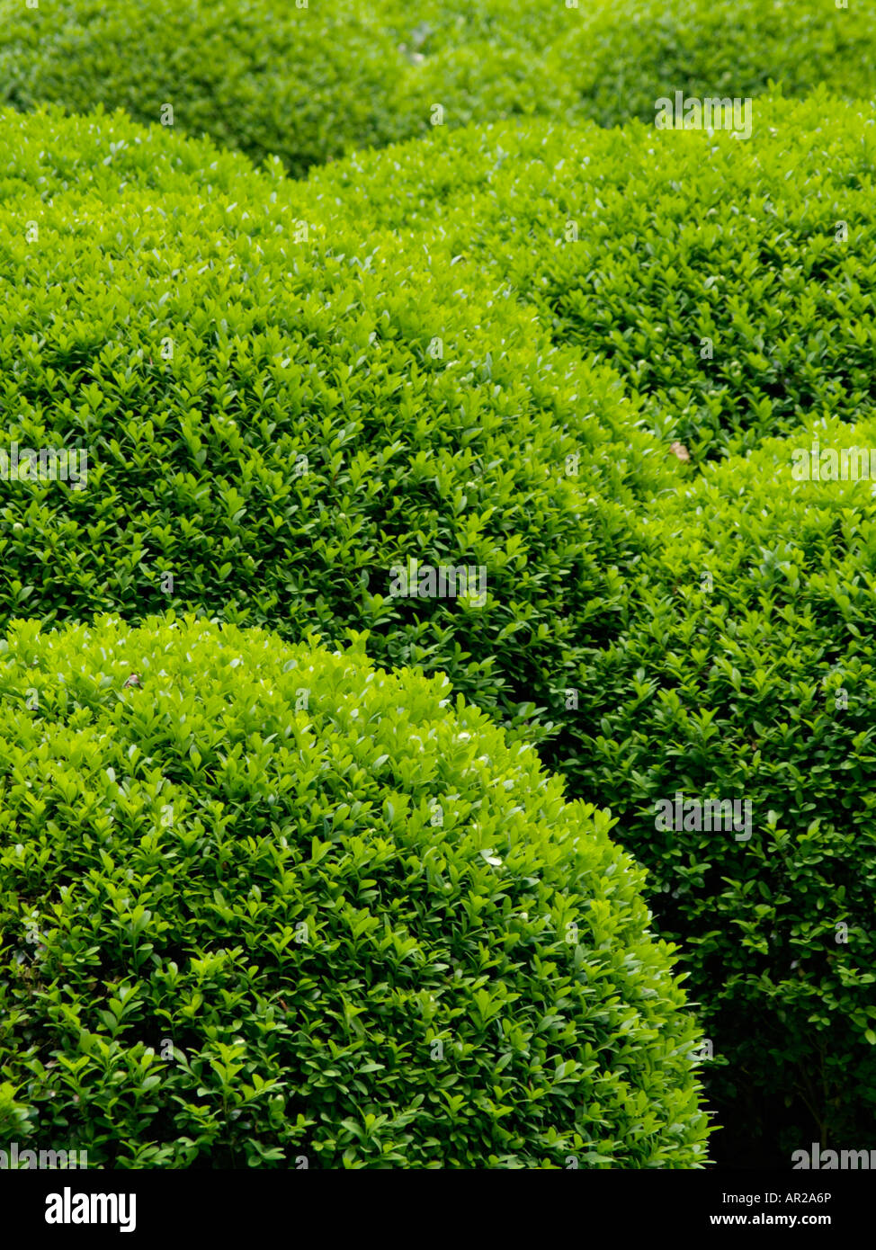Buxus sempervirens balls immagini e fotografie stock ad alta ...