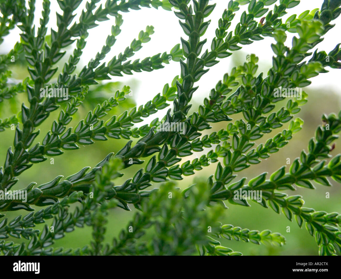 Hiba arbor vitae immagini e fotografie stock ad alta risoluzione - Alamy