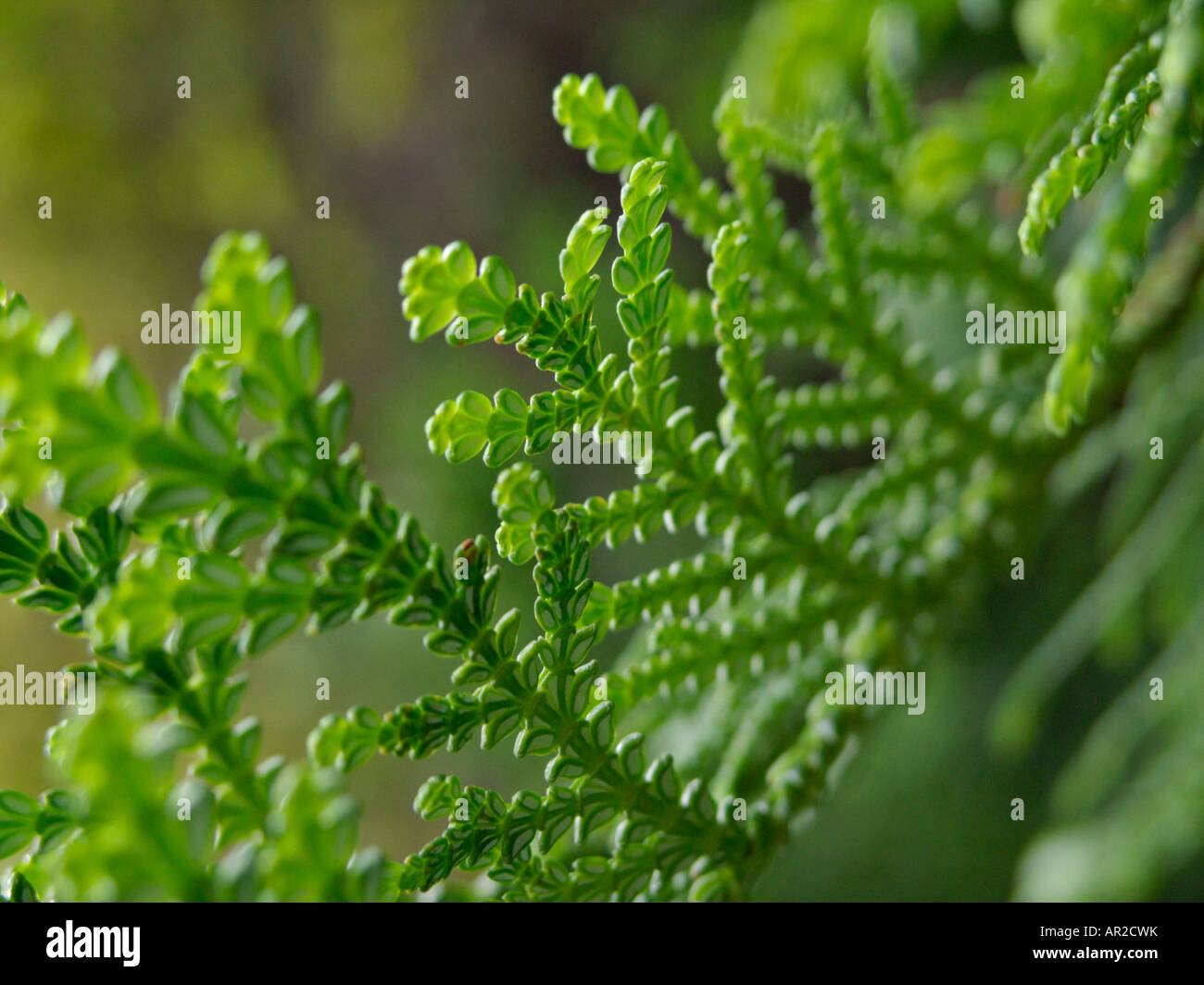 Hiba arbor vitae immagini e fotografie stock ad alta risoluzione - Alamy