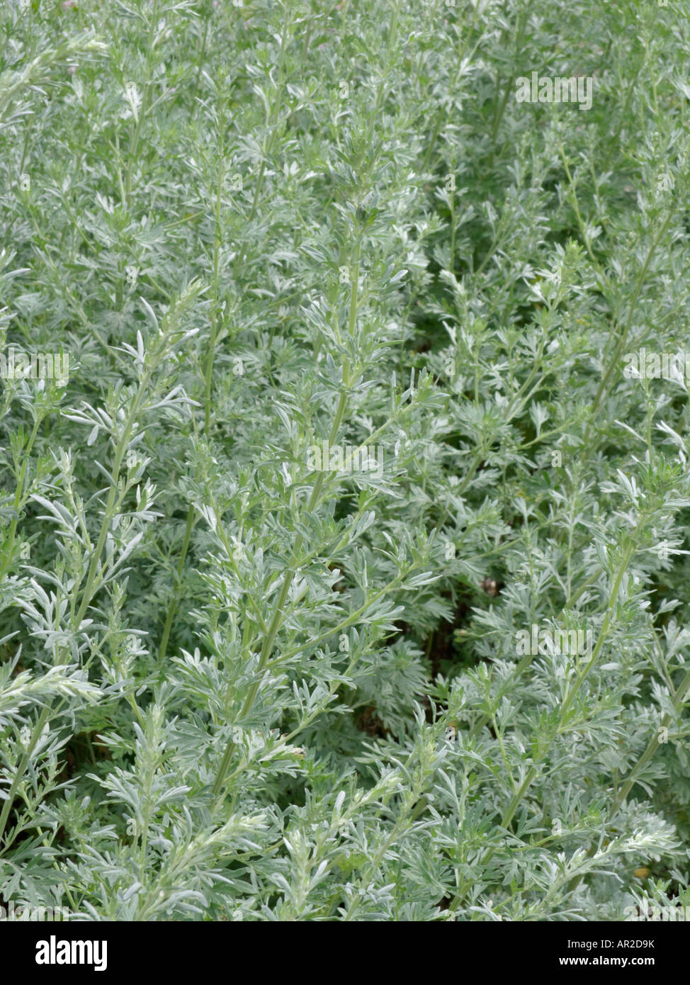 Pflanze artemisia absinthium immagini e fotografie stock ad alta ...