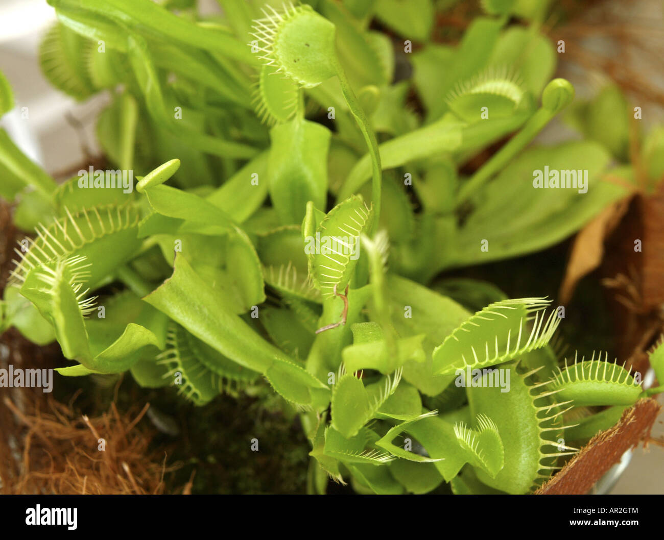 Botanica trappola per flypaper trappola carnivori carnivori immagini e ...