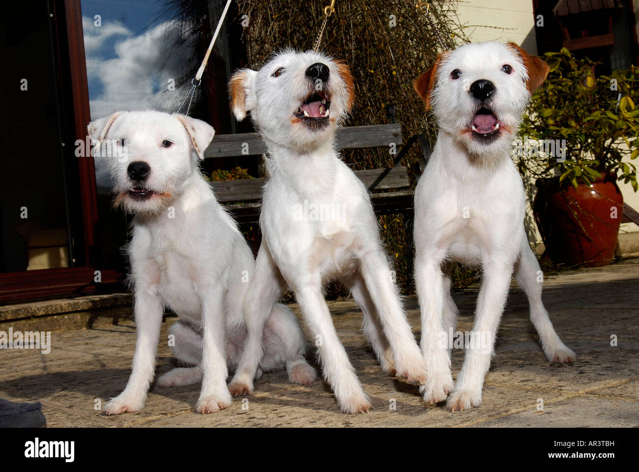 Calne brian highfield s 3 Jack Russell Terrier pepsi bradpole star ...