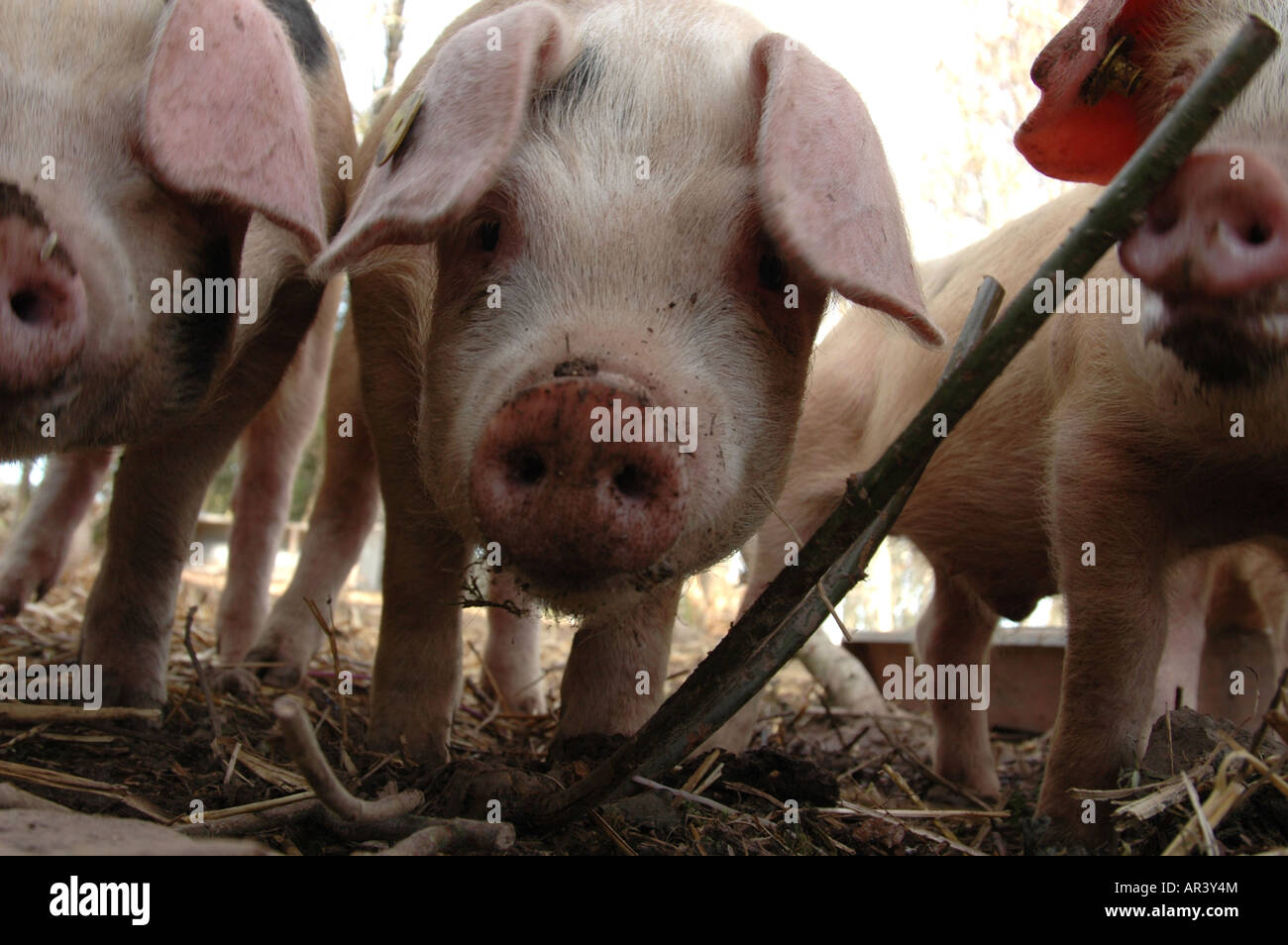 Razze di suini immagini e fotografie stock ad alta risoluzione - Alamy