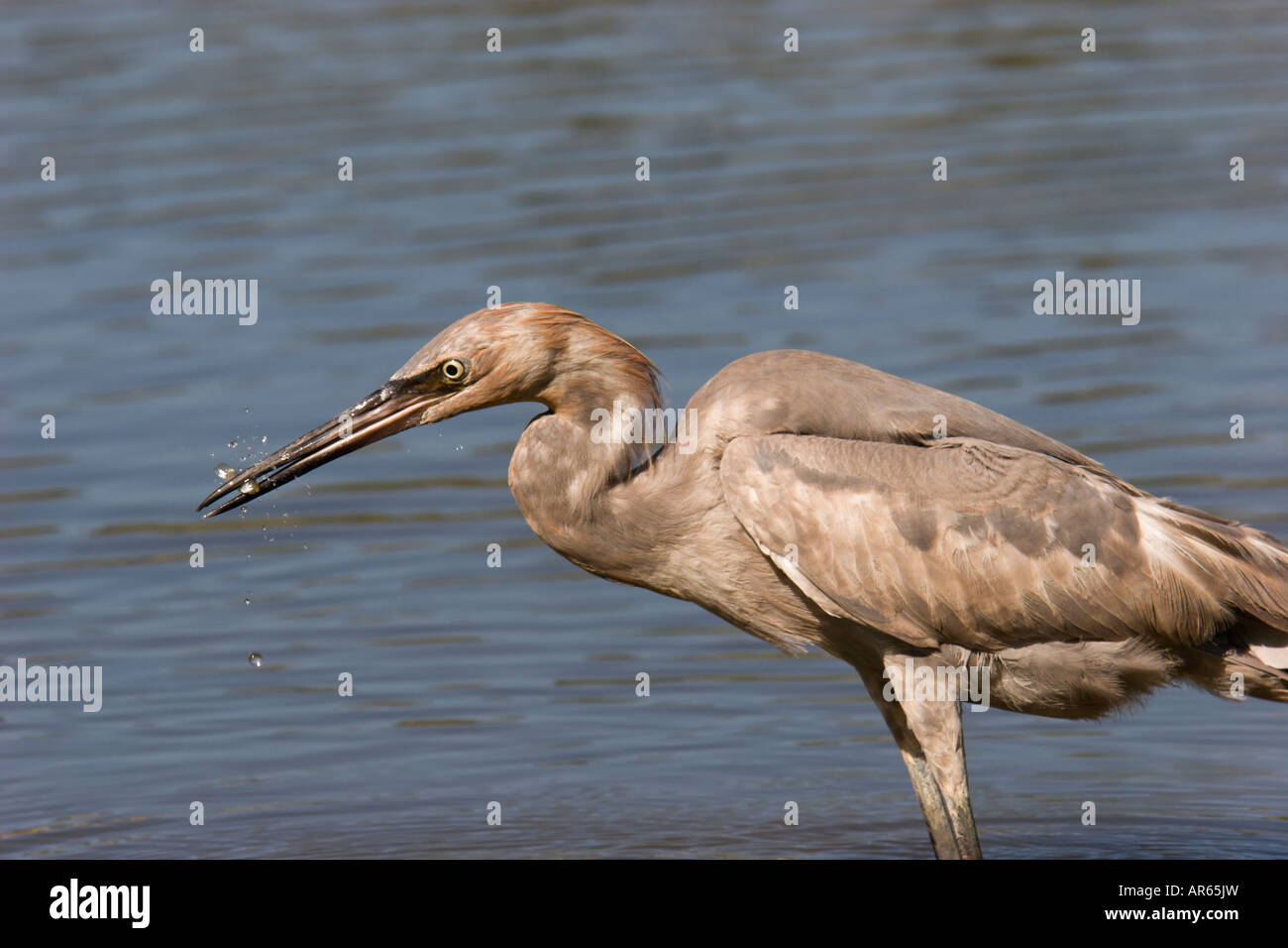 Garzetta rossastra immagini e fotografie stock ad alta risoluzione - Alamy