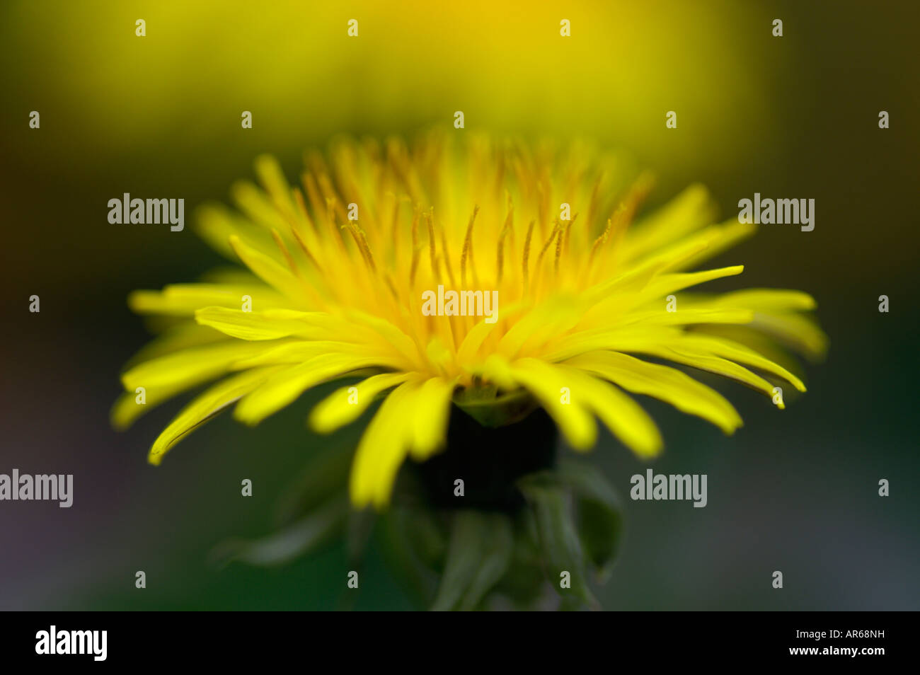 Tarassaco taraxacum immagini e fotografie stock ad alta risoluzione - Alamy
