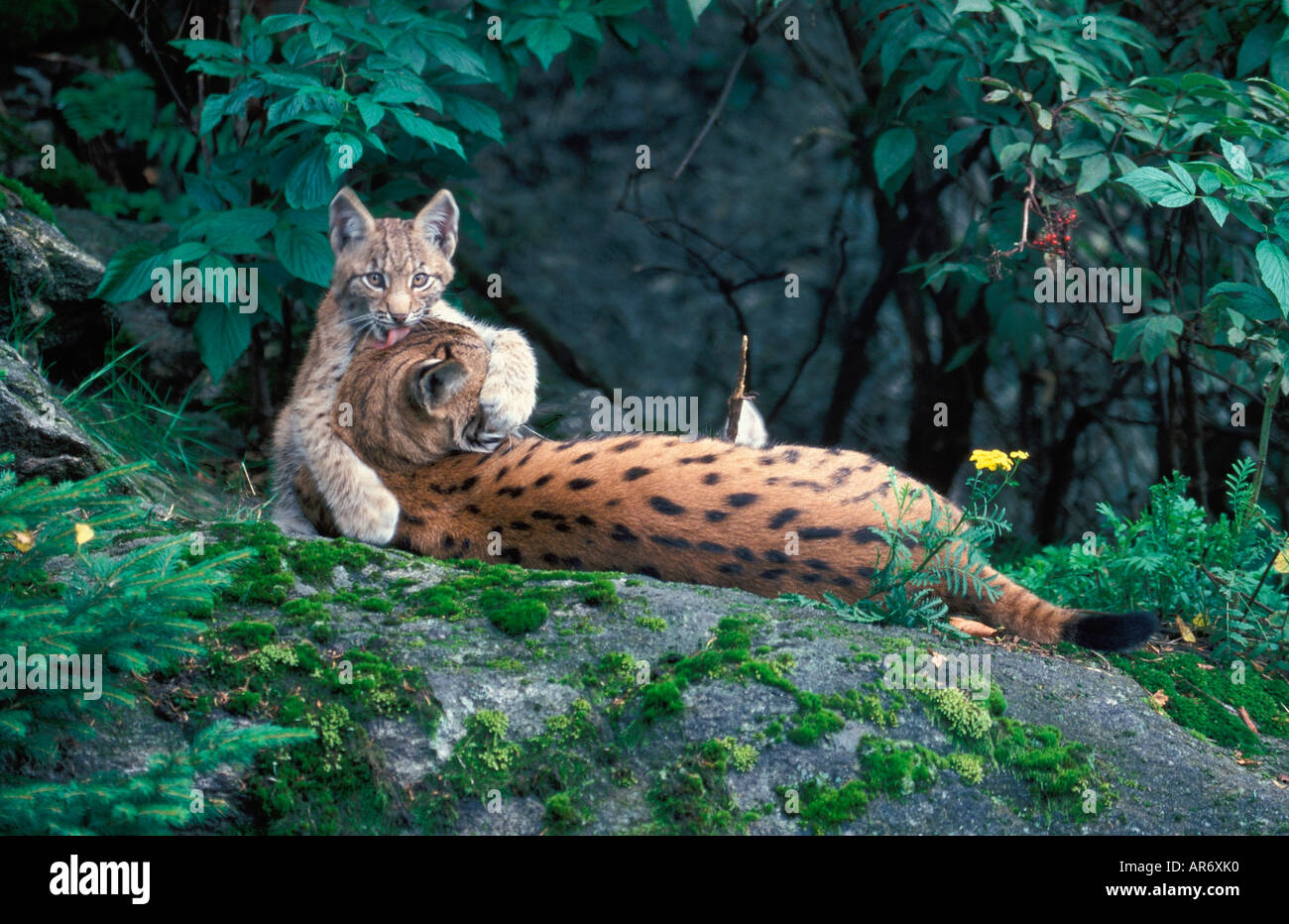 Femmina con la lince del cucciolo lince immagini e fotografie stock ad ...