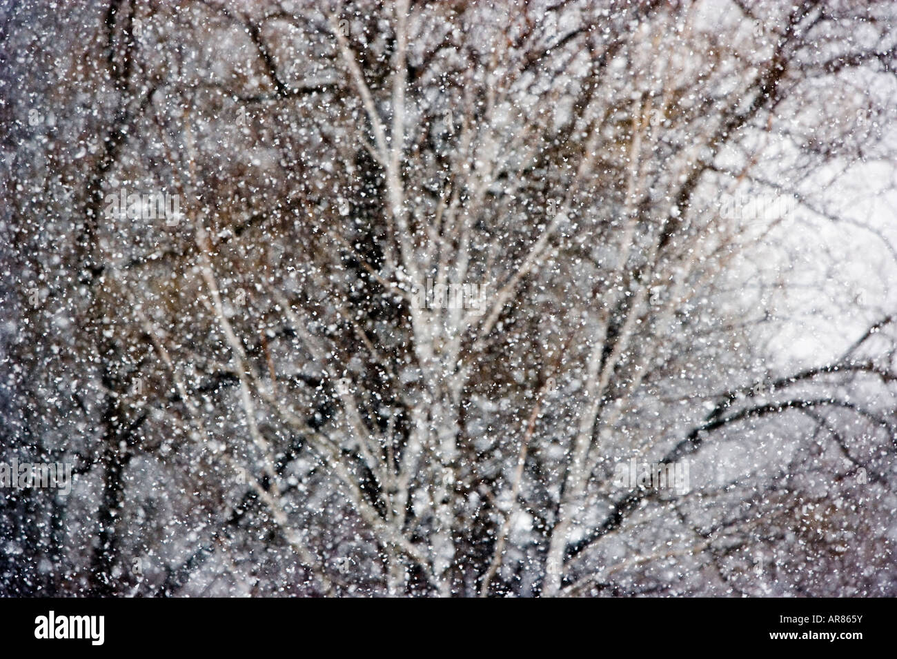 Neve che cade nel bosco vuoto immagini e fotografie stock ad alta ...