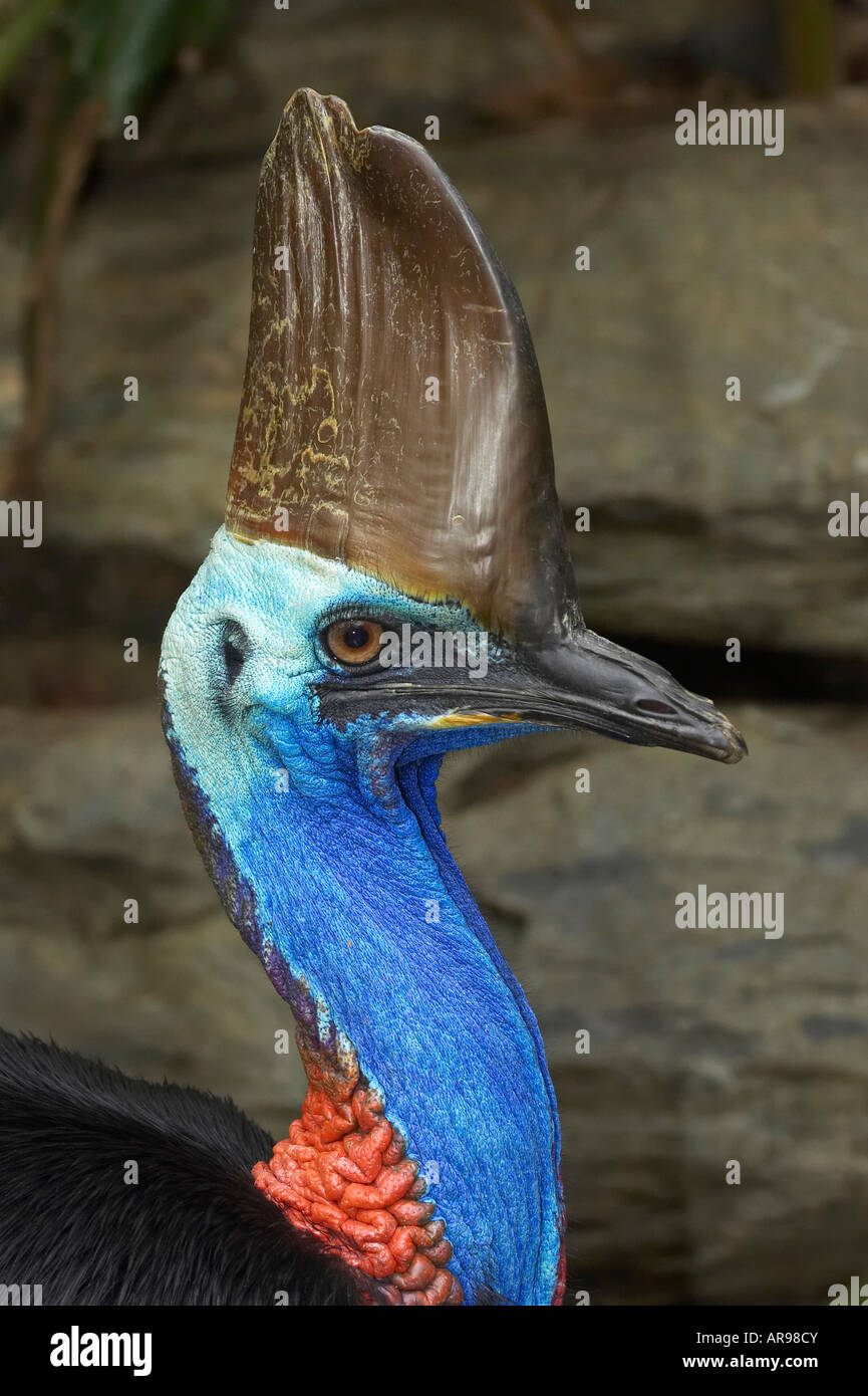Casuarius casuarius immagini e fotografie stock ad alta risoluzione - Alamy