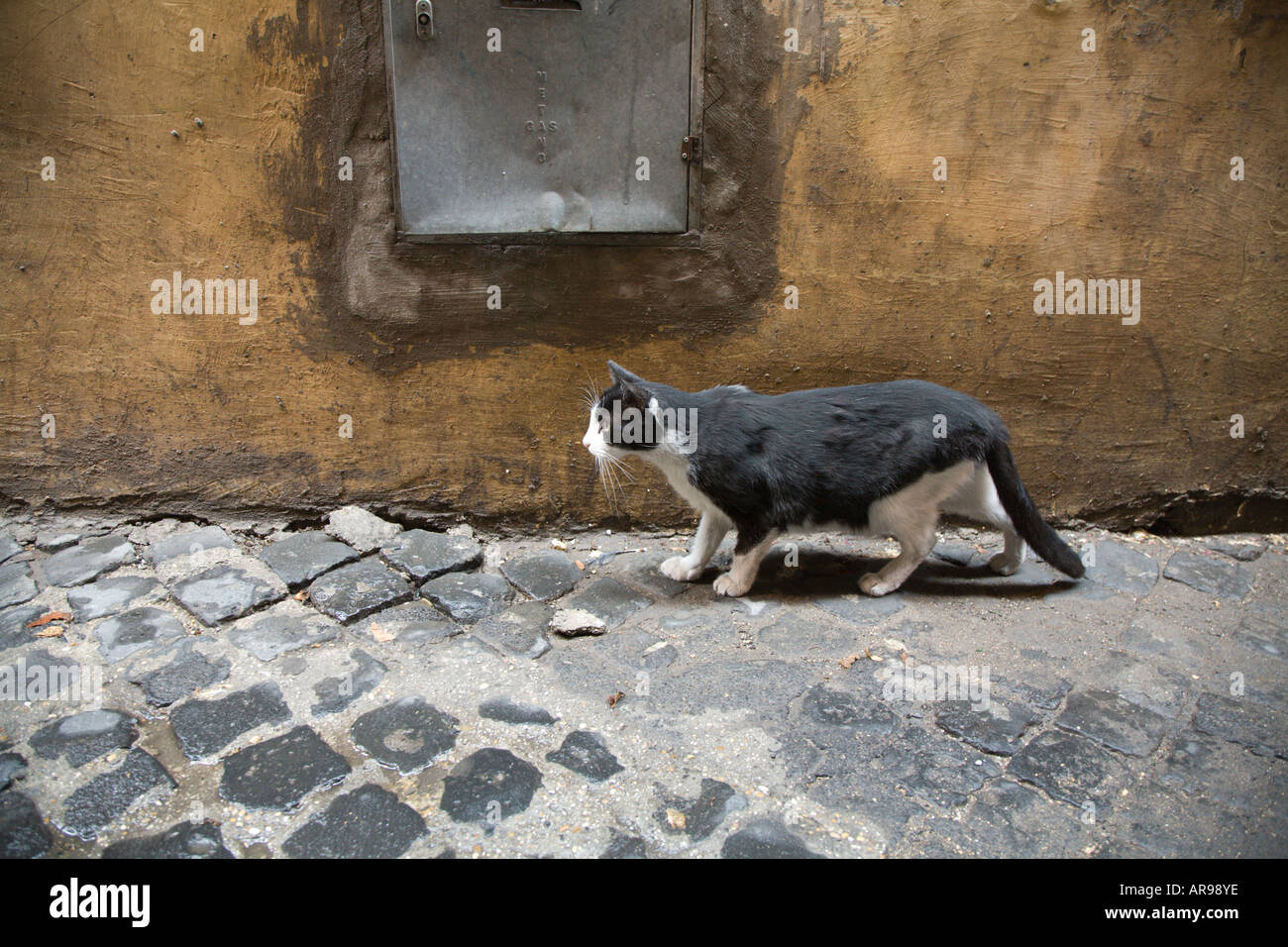 Gatti di roma immagini e fotografie stock ad alta risoluzione - Alamy
