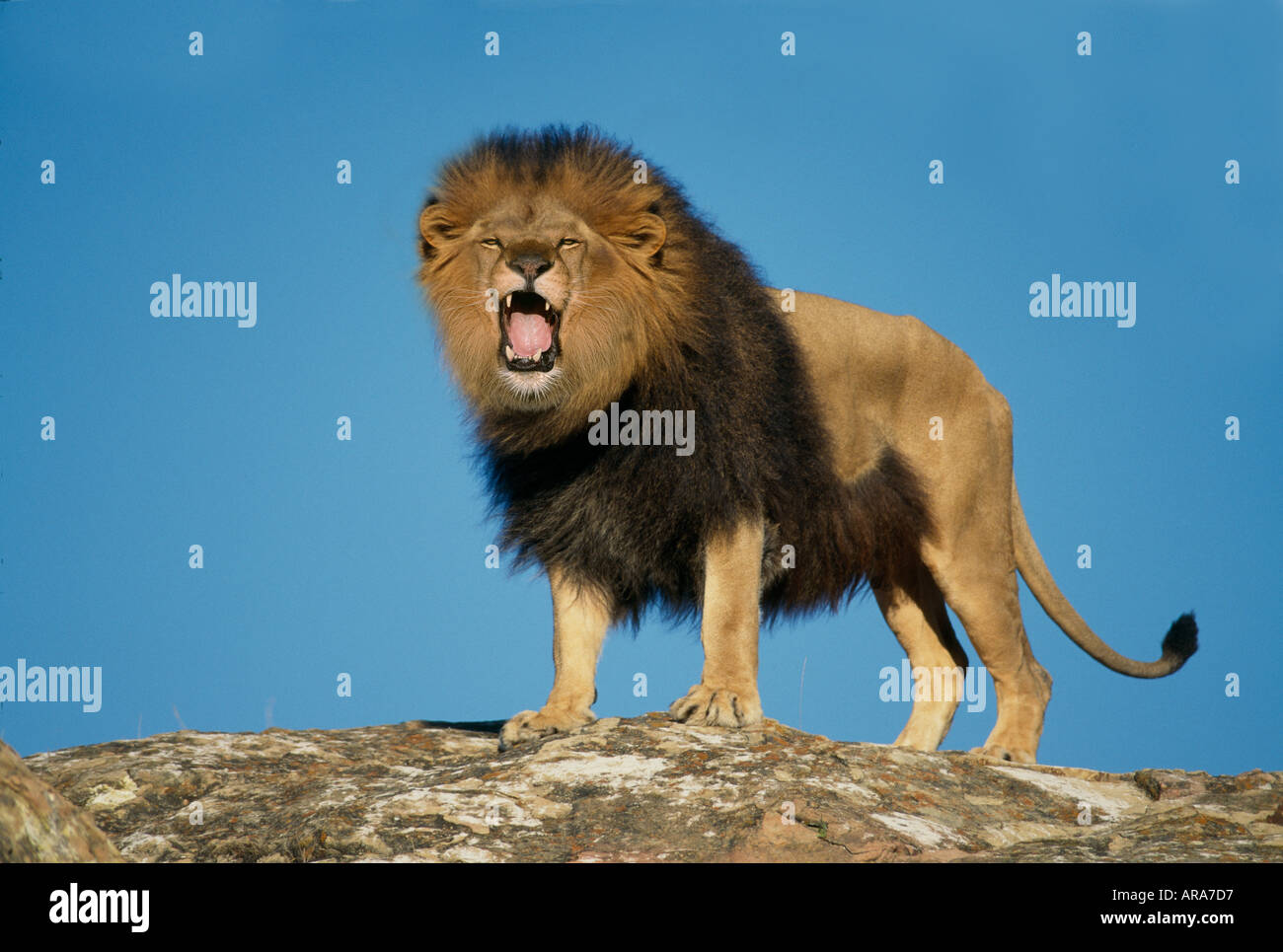 Leoni ruggenti immagini e fotografie stock ad alta risoluzione - Alamy