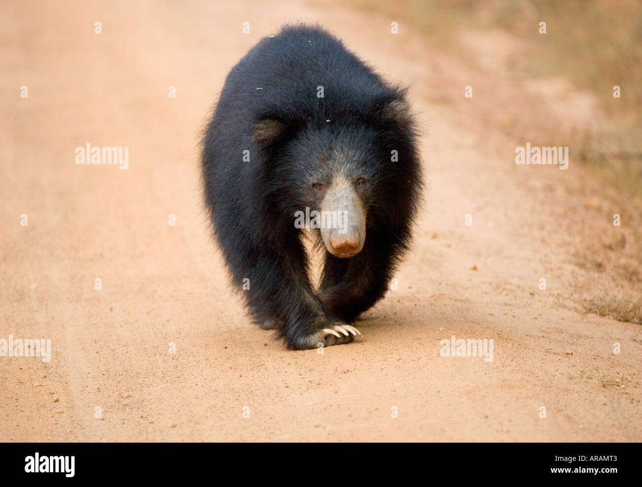 Melursus ursinus inornatus immagini e fotografie stock ad alta ...