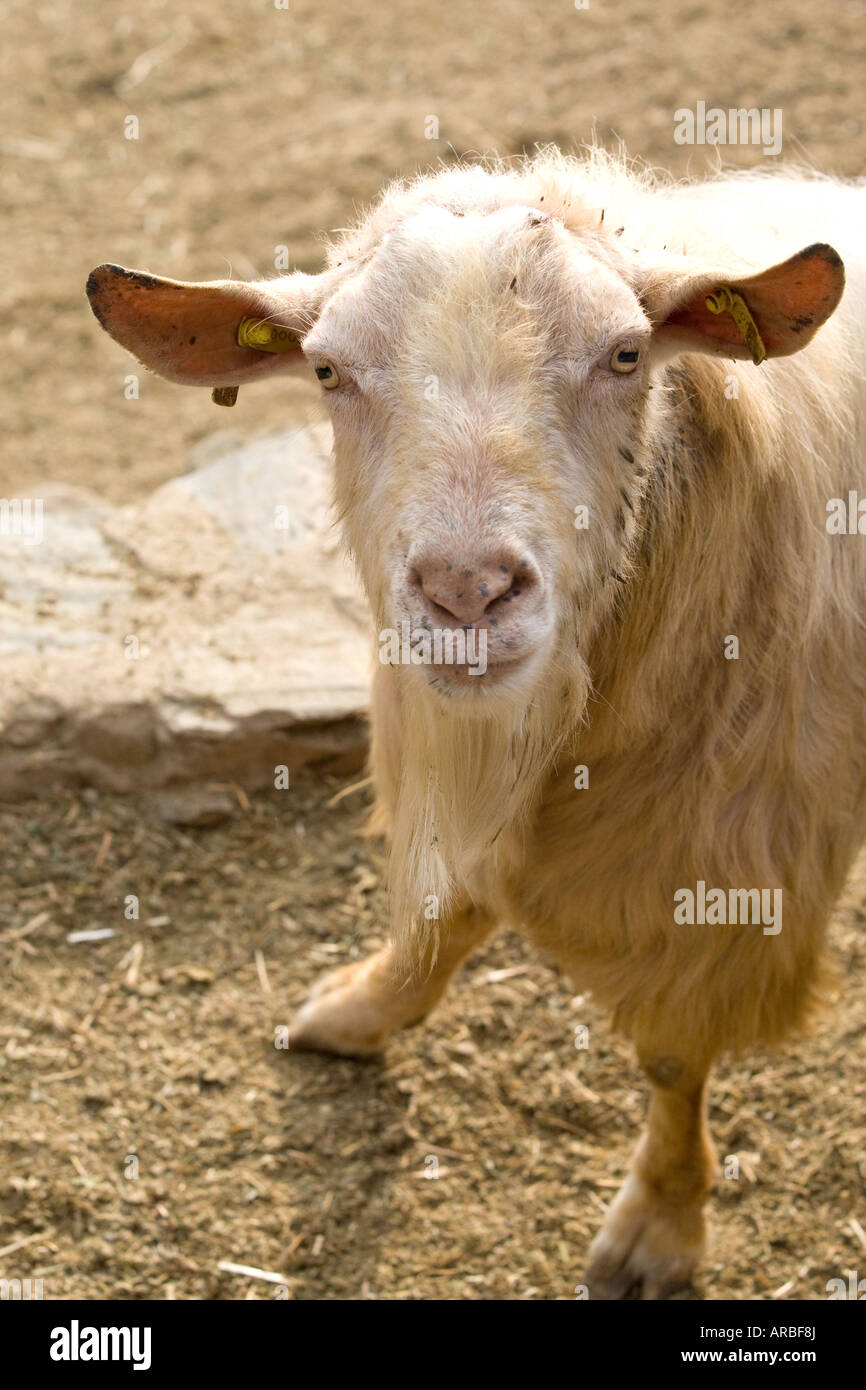 Capra agricola immagini e fotografie stock ad alta risoluzione - Alamy