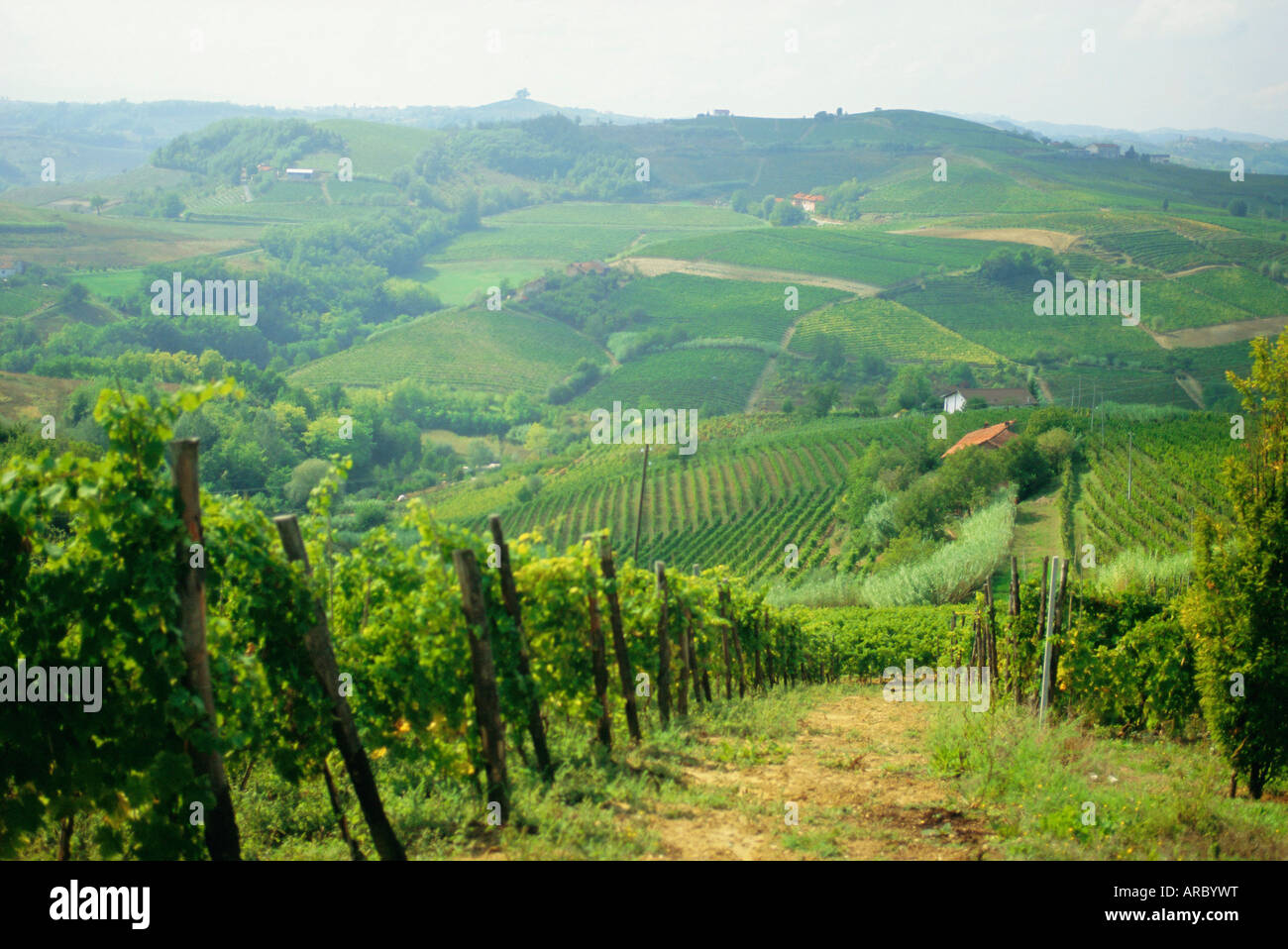 Tipico paesaggio di vigneti dei Colli Piacentini, Piacenza, Emilia ...