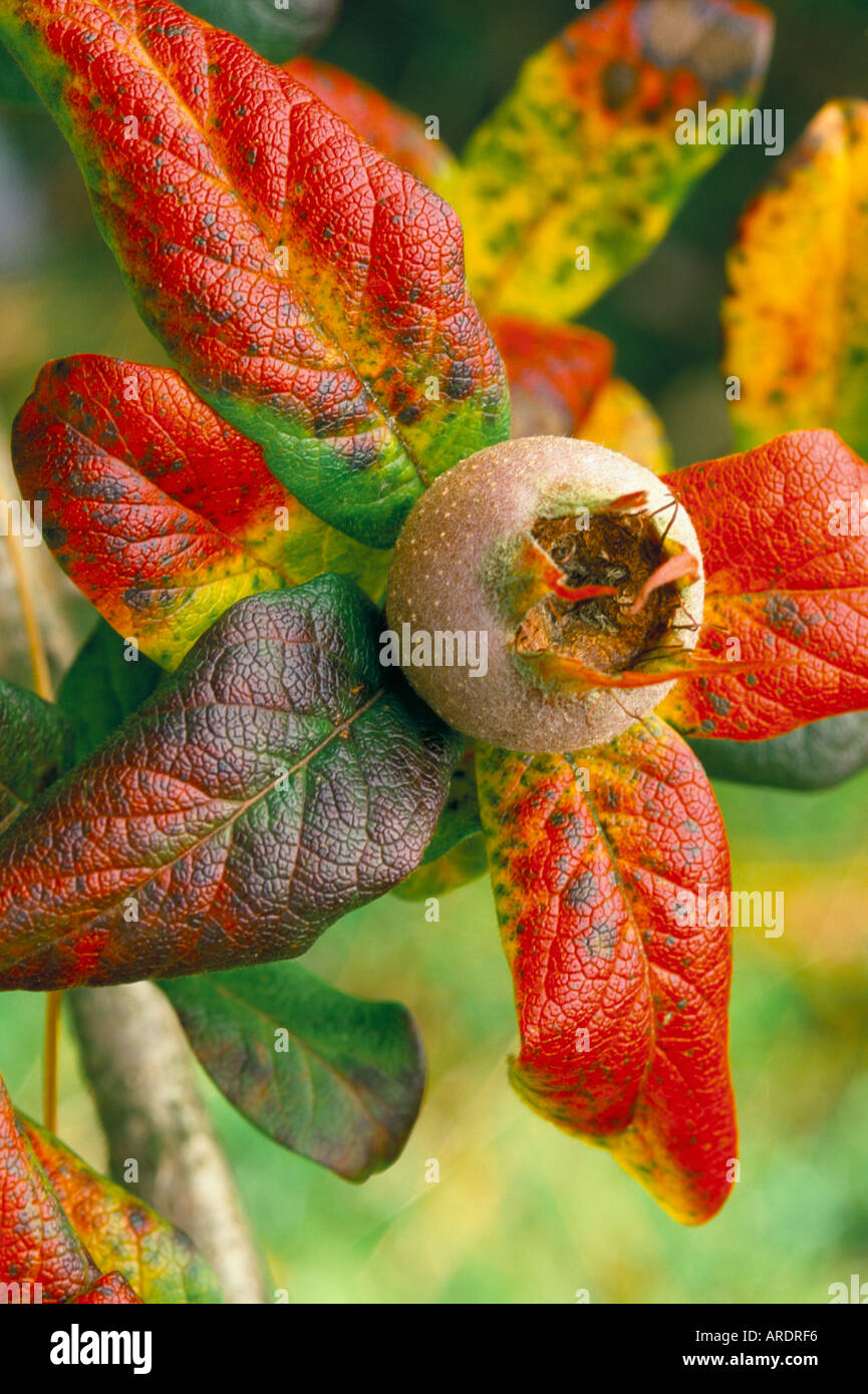 Mespilus germanica flower medlar immagini e fotografie stock ad alta ...