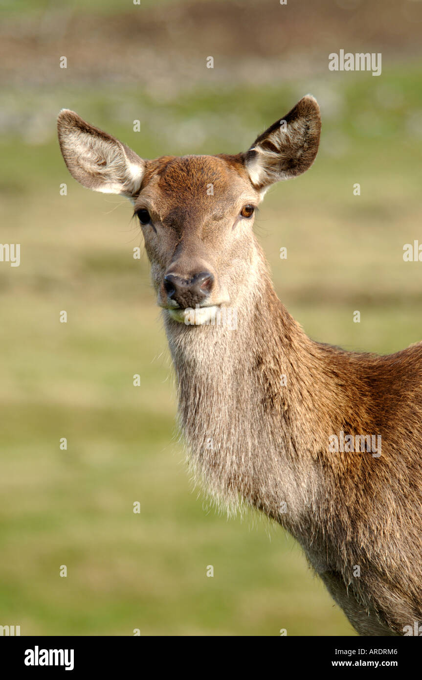 Vede cervi immagini e fotografie stock ad alta risoluzione - Alamy