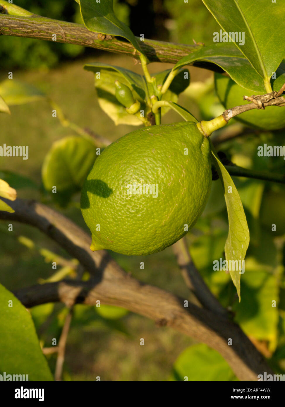 Albero di limone e limoni immagini e fotografie stock ad alta ...