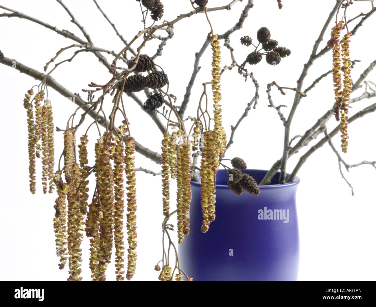 Albero di ontano alnus glutinosa immagini e fotografie stock ad alta ...