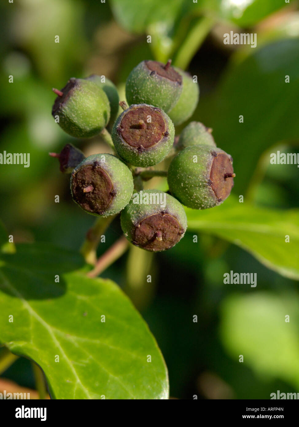 Frutti di edera hedera helix comune immagini e fotografie stock ad alta ...