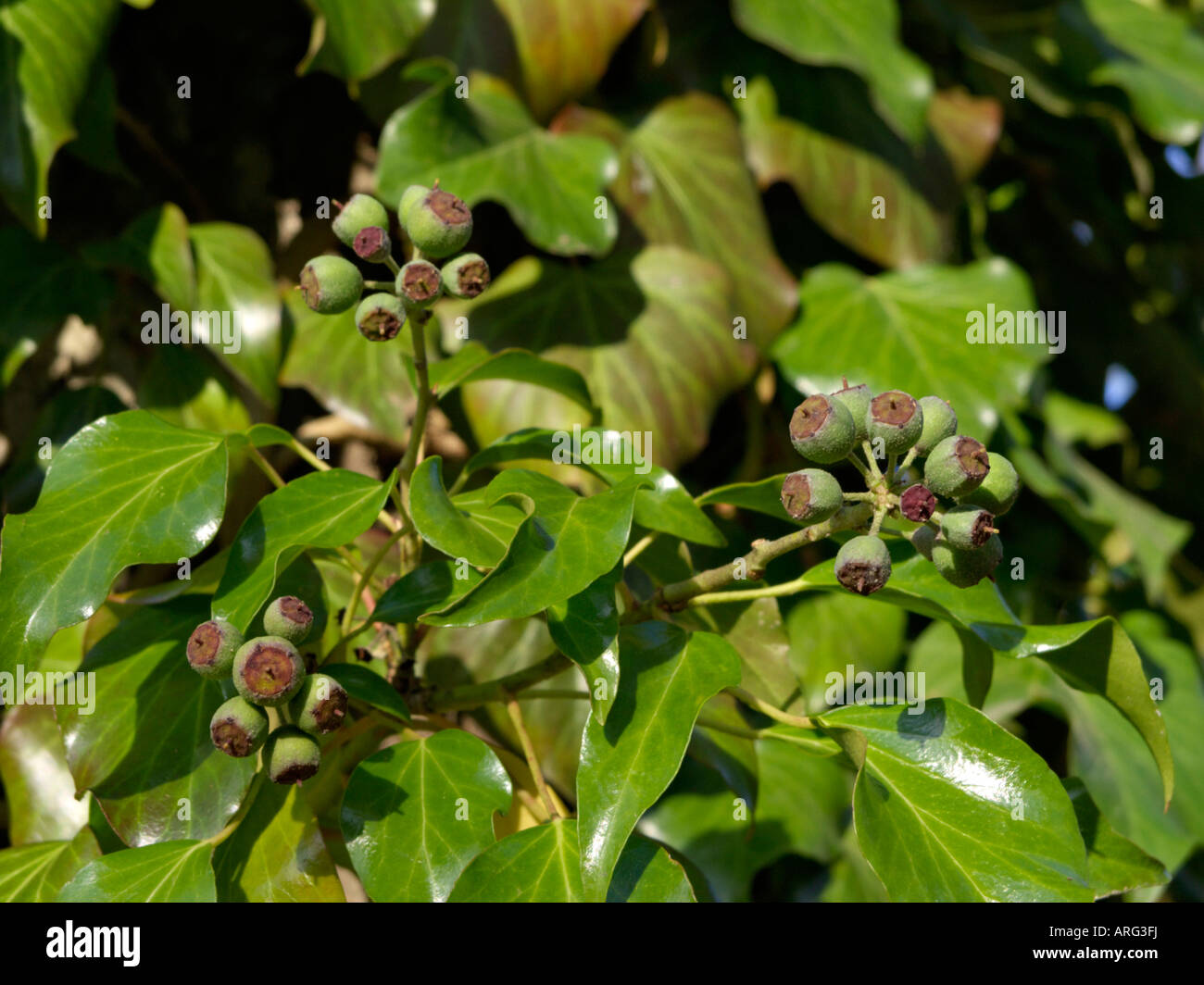 Frutti di edera hedera helix comune immagini e fotografie stock ad alta ...